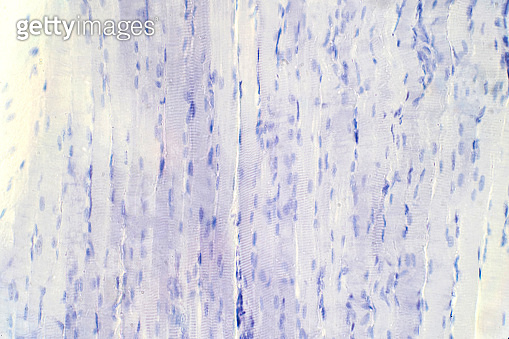 Human skeletal muscle tissue under microscope view for education ...