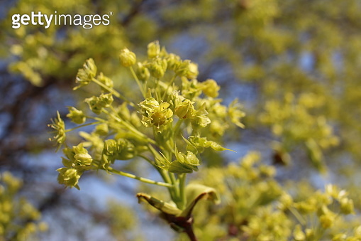Maple blossom. Beautiful maple tree blossoms in spring in natural ...