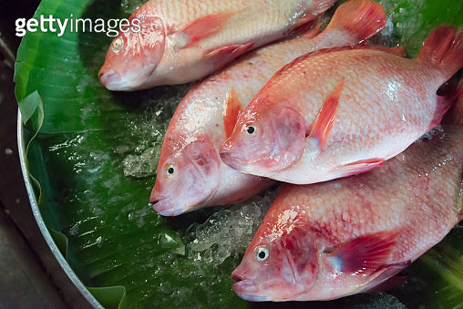 raw Ruby fish on banana leaf and ice in Thailand market 이미지 (1172856878 ...