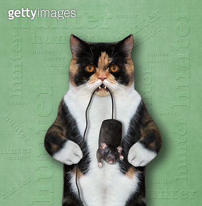 Cat holds computer mouse 2 이미지 (1195749221) - 게티이미지뱅크