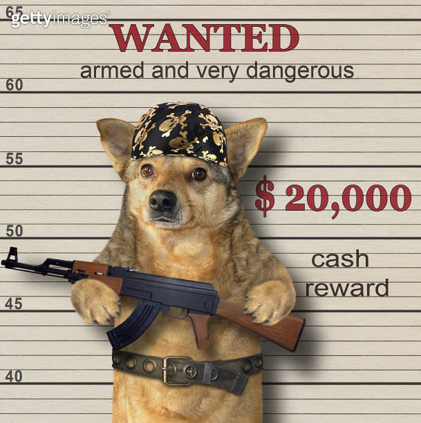 Wanted dog with machine gun 이미지 (1195264220) - 게티이미지뱅크