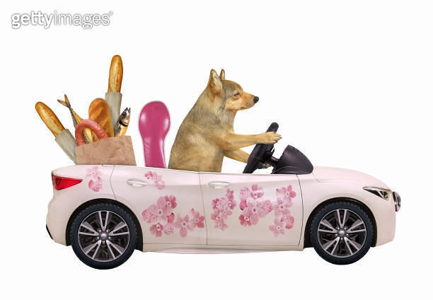 Dog in pink car with food 이미지 (1182477846) - 게티이미지뱅크