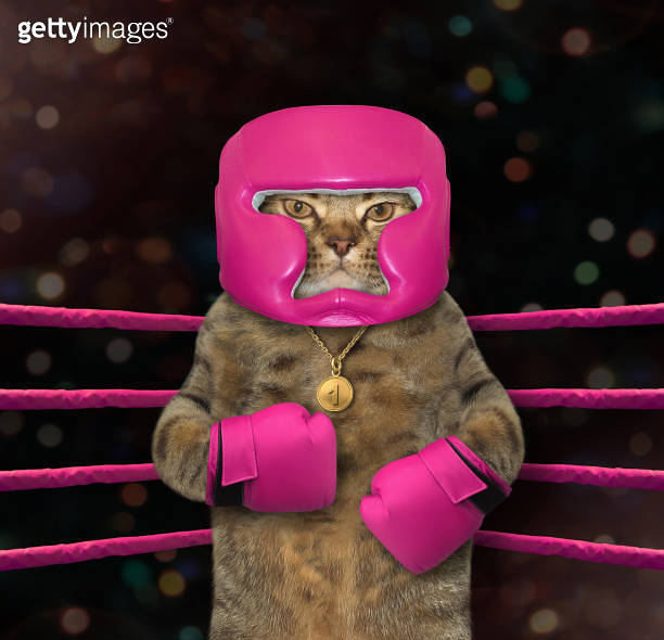 Cat boxer in the boxing ring 이미지 (1174780629) - 게티이미지뱅크