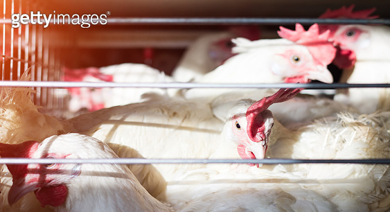 White chickens in livestock cages in the sun at a poultry farm, close-up, modern, industry ...