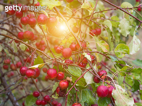 Chinese apple tree with small apples, heavenly apples, close-up, autumn ...