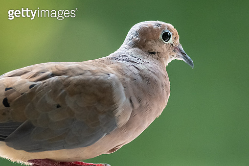Profile of a Perched Mourning Dove 이미지 (1192184869) - 게티이미지뱅크