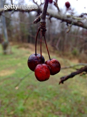 Three wild cherries dangle from a tree in winter 이미지 (1088782784) - 게티이미지뱅크