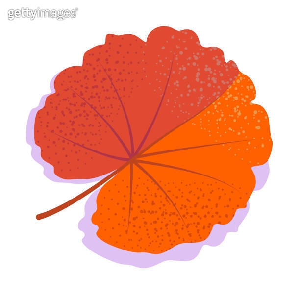 Orange vector geranium leaf with shadow, isolated on white background ...