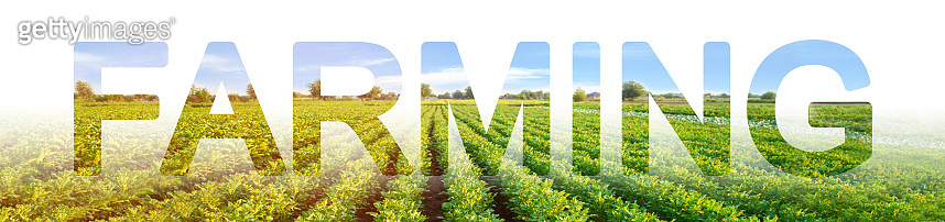 The word Farming on the background of Plantation of eggplant bushes ...