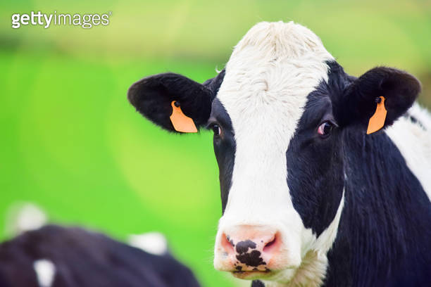 pretty young dairy cow in close up 이미지 (1184974015) - 게티이미지뱅크