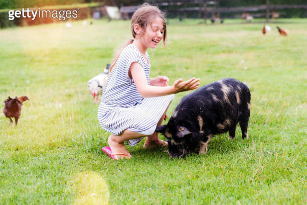 beautiful girl feeding to a dwarf pig 이미지 (1166797003) - 게티이미지뱅크