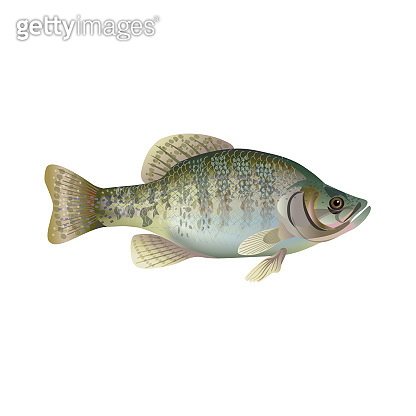 White crappie. Vector illustration (1187395493) - 게티이미지뱅크