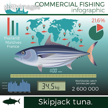 Commercial fishing infographic. Skipjack tuna. (1188047153) - 게티이미지뱅크