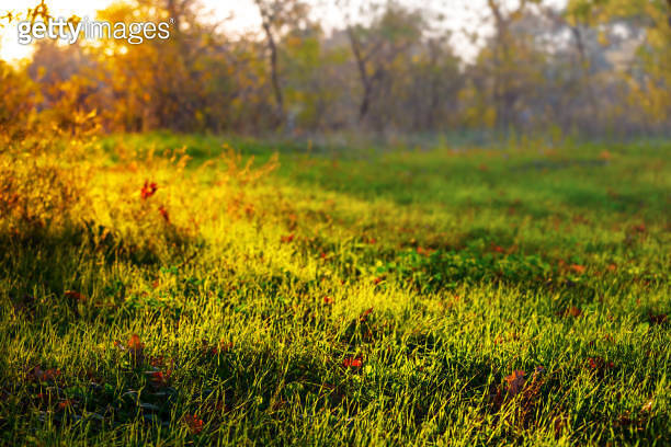 green grass on a forest glade in a sunrays, evening sunset forest scene ...