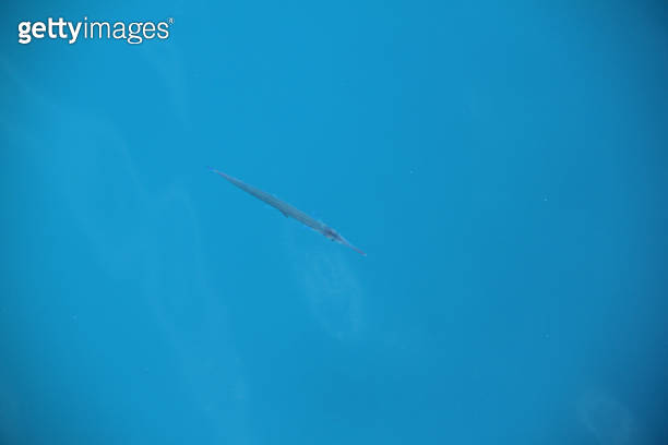 Needlefish (family Belonidae) or long toms are piscivorous fishes ...