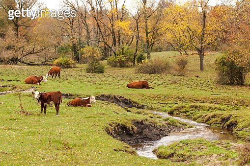 Beef cattle in an autumn pasture with a winding stream. 이미지 (1189227055 ...