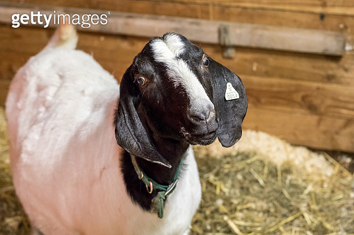 Spotted Boer Goat with Lop Ears in barn 이미지 (1133926723) - 게티이미지뱅크