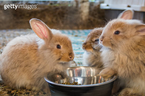 Adorable fluffy bunny rabbits eating from silver bowl 이미지 (1165420658 ...