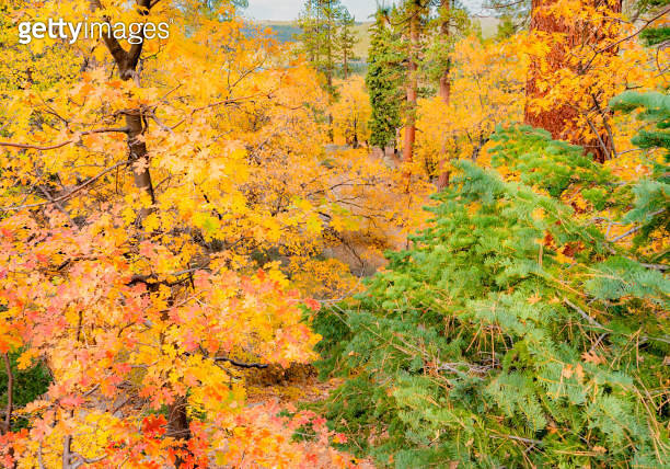 Autumn golden oaks and evergreen trees overlook Big Bear Lake in the ...