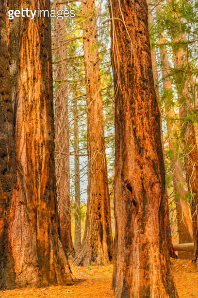 Giant Sequoia near Lake Arrowhead in the San Bernardino Mountains in ...