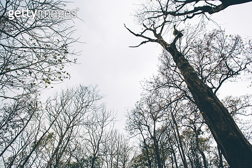 Looking up from under sea oak tree forest with worm eye view ...