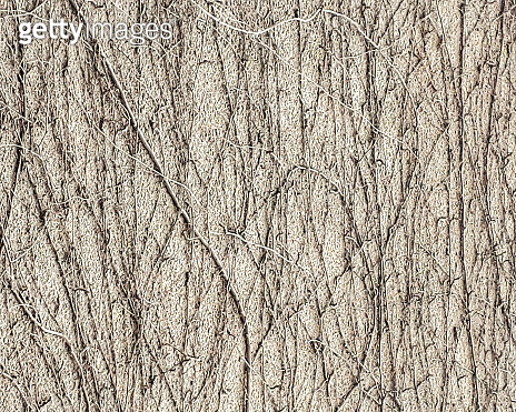 Tree Branches Over House Wall Texture 이미지 (1181905646) - 게티이미지뱅크