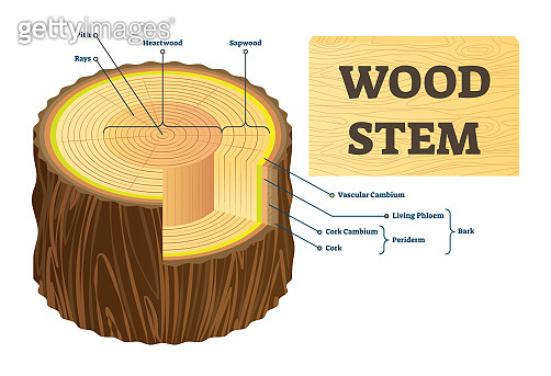 Wood stem vector illustration. Educational labeled tree rings structure ...