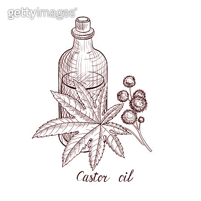 vector drawing castor oil (1192829233) 일러스트, 무료 일러스트, 아이콘, 무료 아이콘 - 게티이미지뱅크