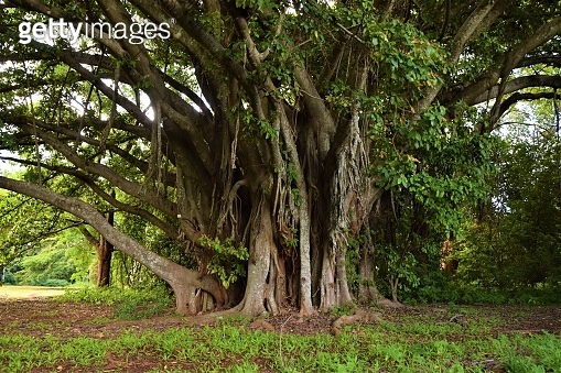 Ficus chirindensis fig tree species in forest (1189110888) - 게티이미지뱅크