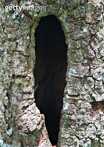 Hole in tree trunk 이미지 (1180205443) - 게티이미지뱅크