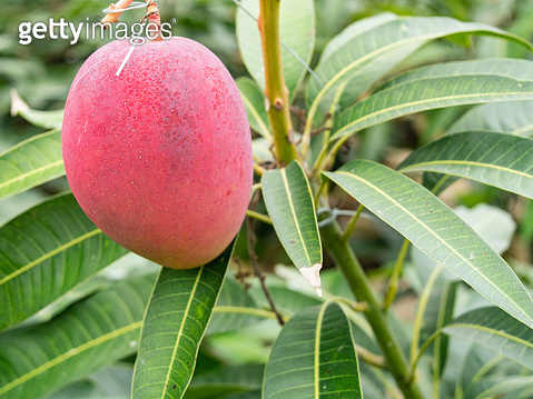 Mango fruit in Miyakojima, Okinawa, Japan. 이미지 (1163634425) - 게티이미지뱅크