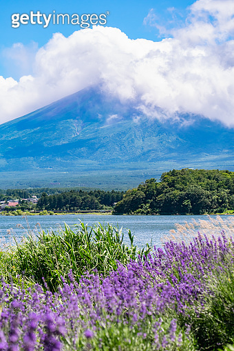 Beautiful Lavender flower field, Fuji-Kawaguchiko town, Yamanashi ...