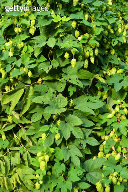 Beautiful and vibrant green hop leaves with ripe flowers and a vine ...
