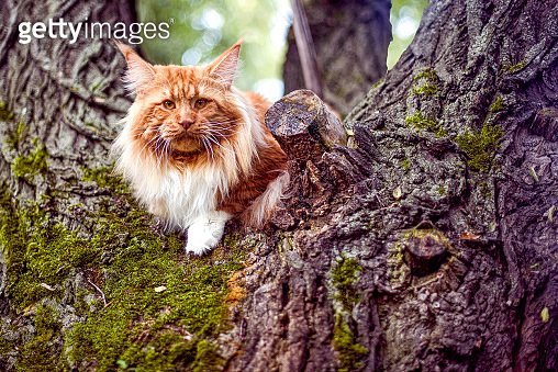 Very big red maine coon cat sitting on tree. 이미지 (1171210209) - 게티이미지뱅크