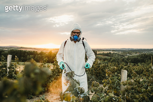 Weed control worker on field 이미지 (1138822408) - 게티이미지뱅크