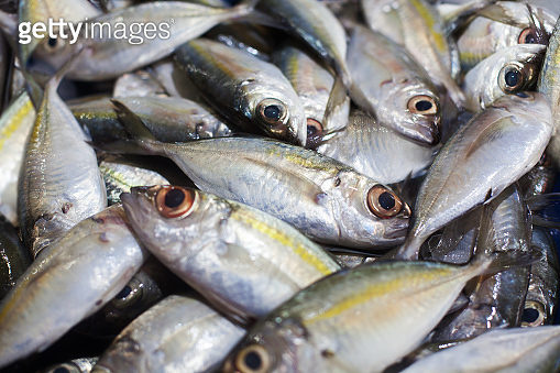 Yellowtail japanese amberjack, kingfish, seriola quinqueradiata, jack ...