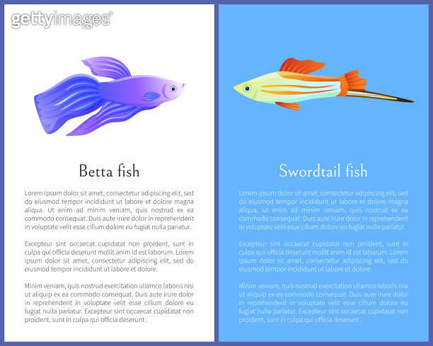 Betta Fish and Swordtail Fish Icons Double Color 이미지 (1169717306) - 게티이미지뱅크
