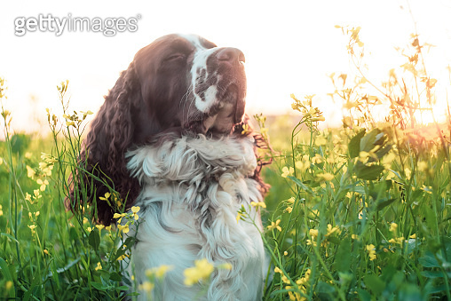 Dog breed English Springer Spaniel walking in summer field. Cute pet ...
