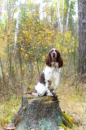 Dog breed English Springer Spaniel walking in autumn forest Cute pet ...