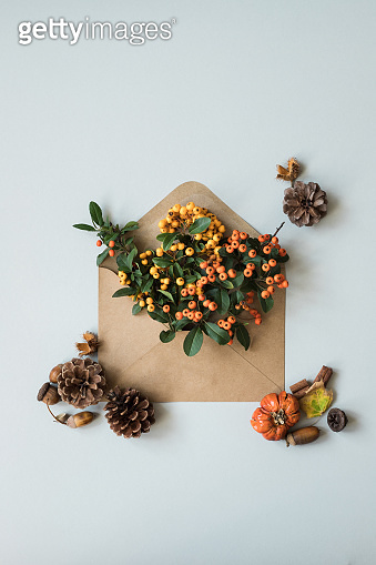 Autumn background. Rowan branches in envelope with fir cones and acorns ...