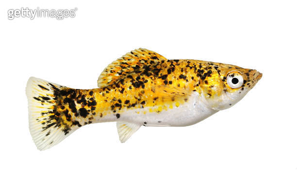 Marble saffron molly Aquarium fish Poecilia sphenops Live Bearer ...