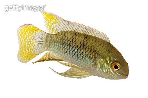 Dwarf Cichlid Flag Acara Aquarium Fish Laetacara curviceps (1149194041 ...
