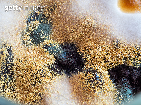 Macro mold and bacterial colonies growing on jam surface, top view ...