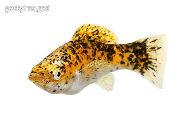 Marble saffron molly Aquarium fish Poecilia sphenops Live Bearer ...