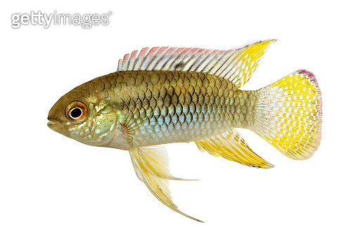 Dwarf Cichlid Flag Acara Aquarium Fish Laetacara curviceps (1145145756 ...