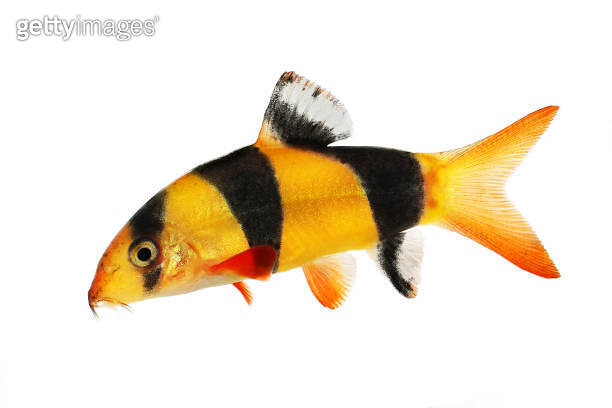 Clown loach tiger botia catfish Botia macracanthus aquarium fish ...