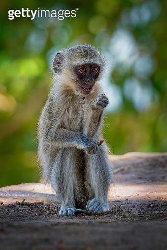 Vervet Monkey - Chlorocebus pygerythrus Old World monkey of the family ...
