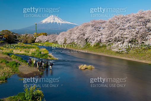 Mount Fuji and Chery Blossom at a riverside park, Shizuoka, Japan 이미지 ...