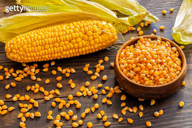 On wooden insulated floor, fresh corn, dry corn grains, popcorn grains ...