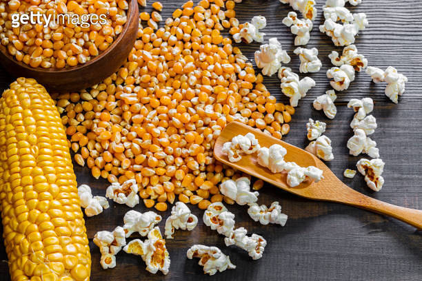 On wooden insulated floor, fresh corn, dry corn grains, popcorn grains ...